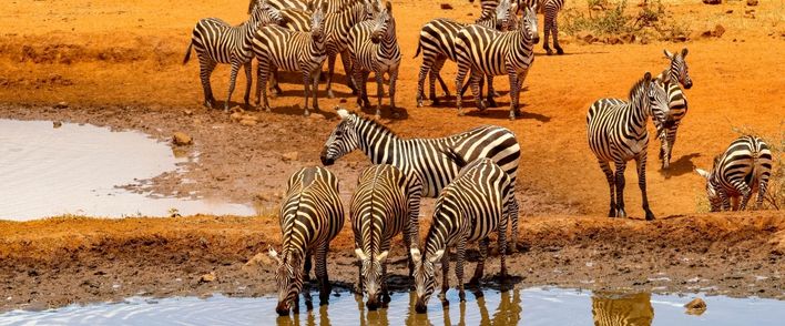 Safari en Afrique : Quelques conseils pour vous aider - 38000 Km